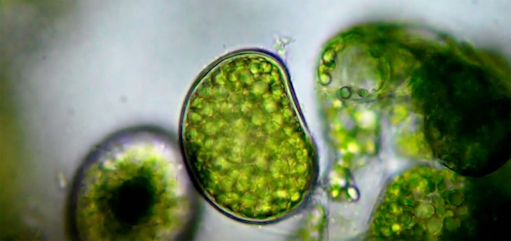 Hypergiant Pairs AI with Algae in Fight Against Climate Change - Arm ...